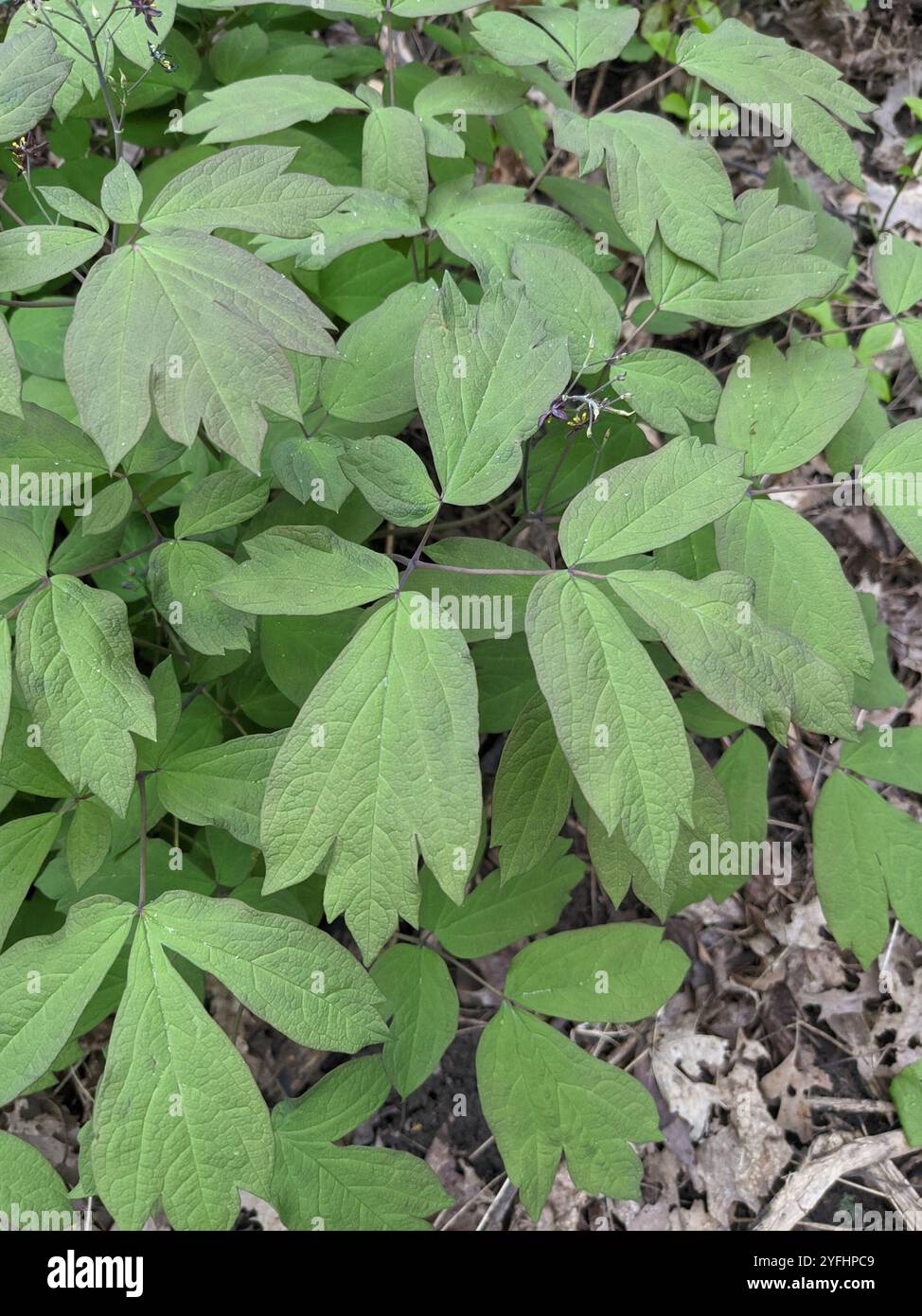 blue cohoshes (Caulophyllum Stock Photo - Alamy