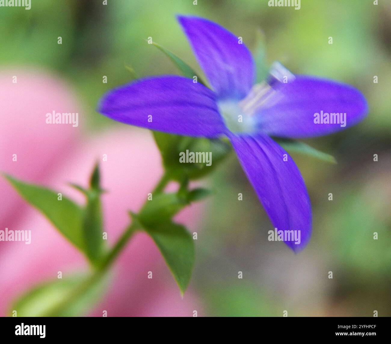 Venus's looking-glass (Triodanis biflora Stock Photo - Alamy