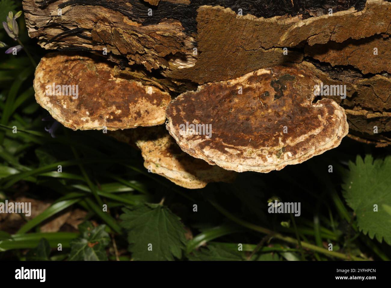 Thin-walled Maze Polypore (Daedaleopsis confragosa Stock Photo - Alamy