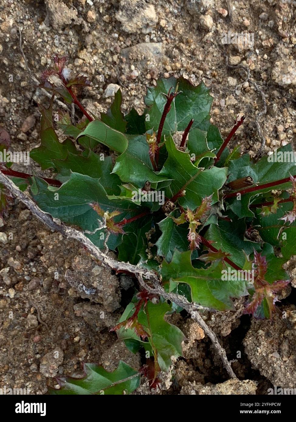 California scrub oak (Quercus berberidifolia Stock Photo - Alamy