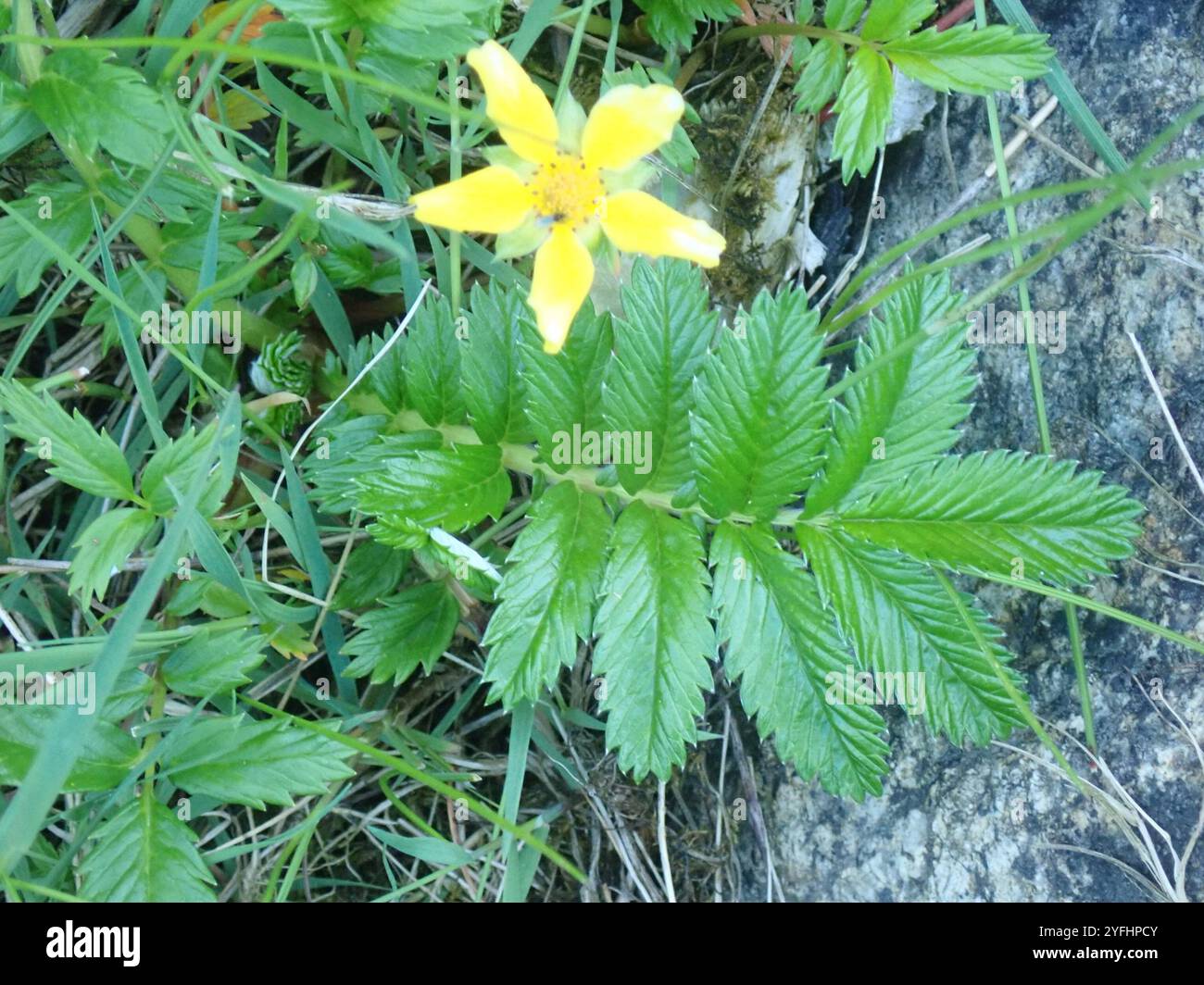 Pacific silverweed (Argentina pacifica Stock Photo - Alamy