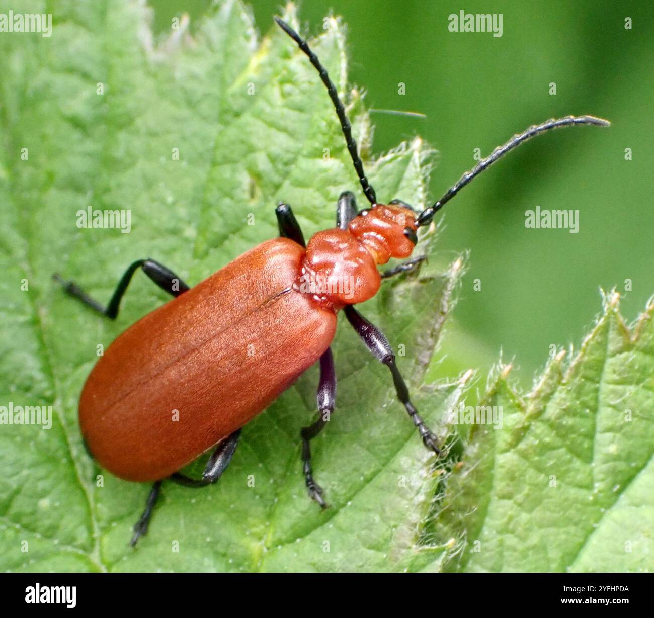 Common Cardinal Beetle (Pyrochroa serraticornis Stock Photo - Alamy