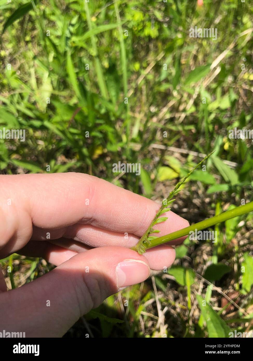 Small's ragwort (Packera anonyma Stock Photo - Alamy