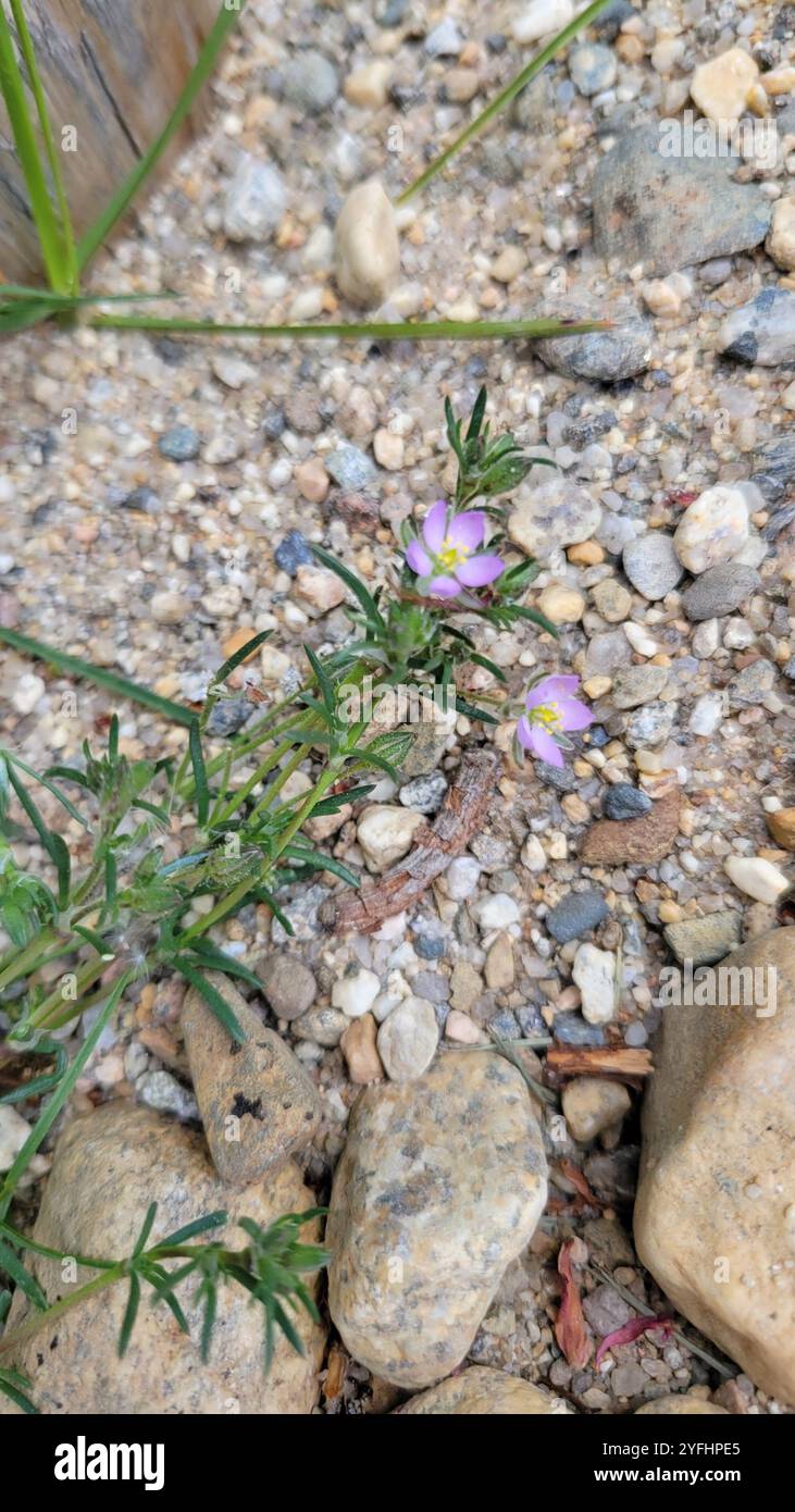 Red Sand Spurrey (Spergularia rubra Stock Photo - Alamy