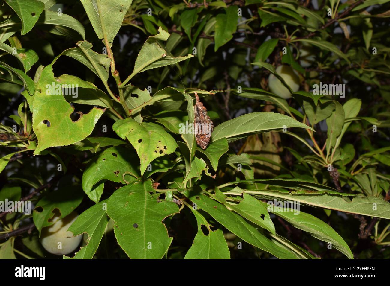 Bagworm Moths (Psychidae Stock Photo - Alamy