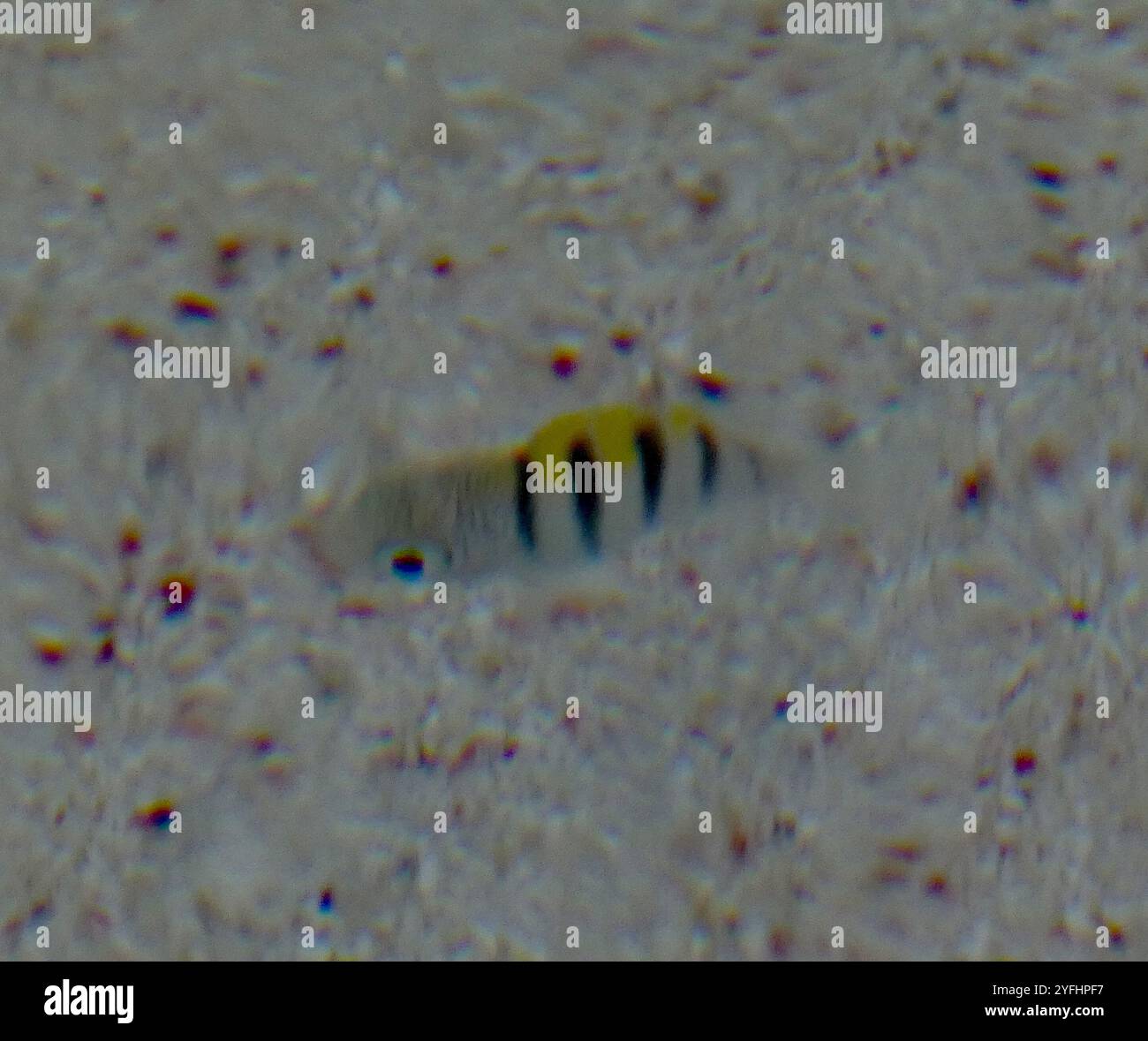 Atlantic Sergeant Major (Abudefduf saxatilis Stock Photo - Alamy