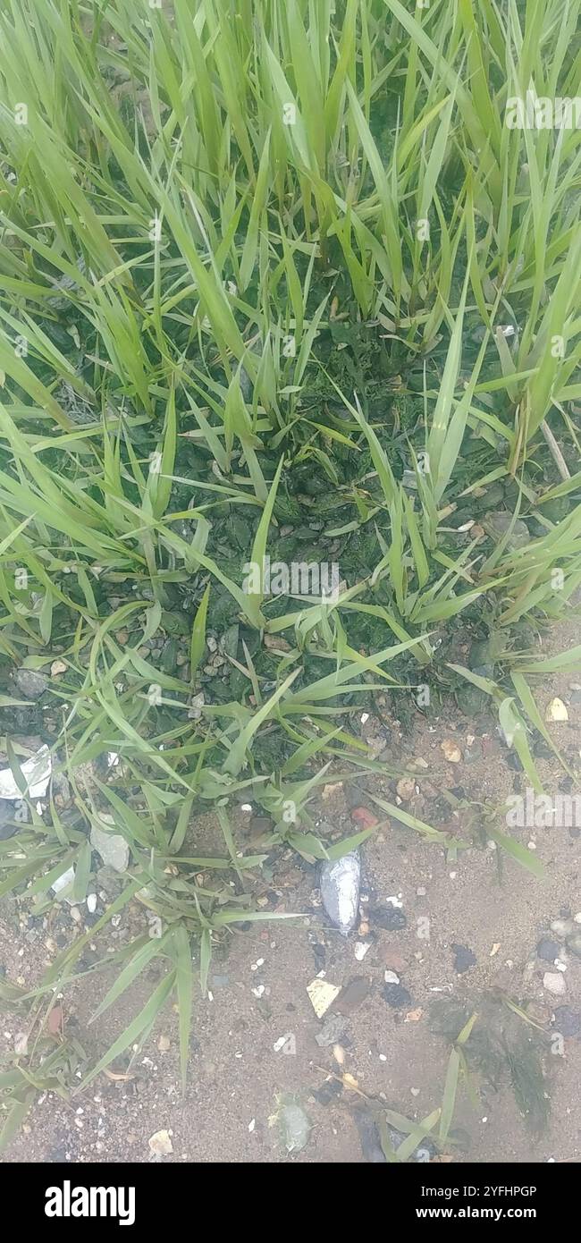 Atlantic Ribbed Mussel (Geukensia demissa Stock Photo - Alamy