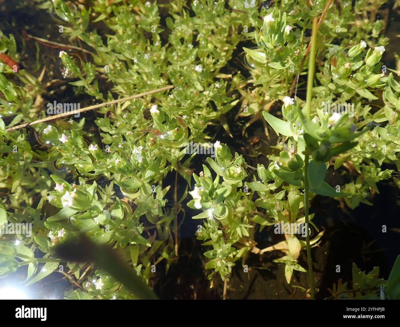 bractless hedge-hyssop (Gratiola ebracteata Stock Photo - Alamy