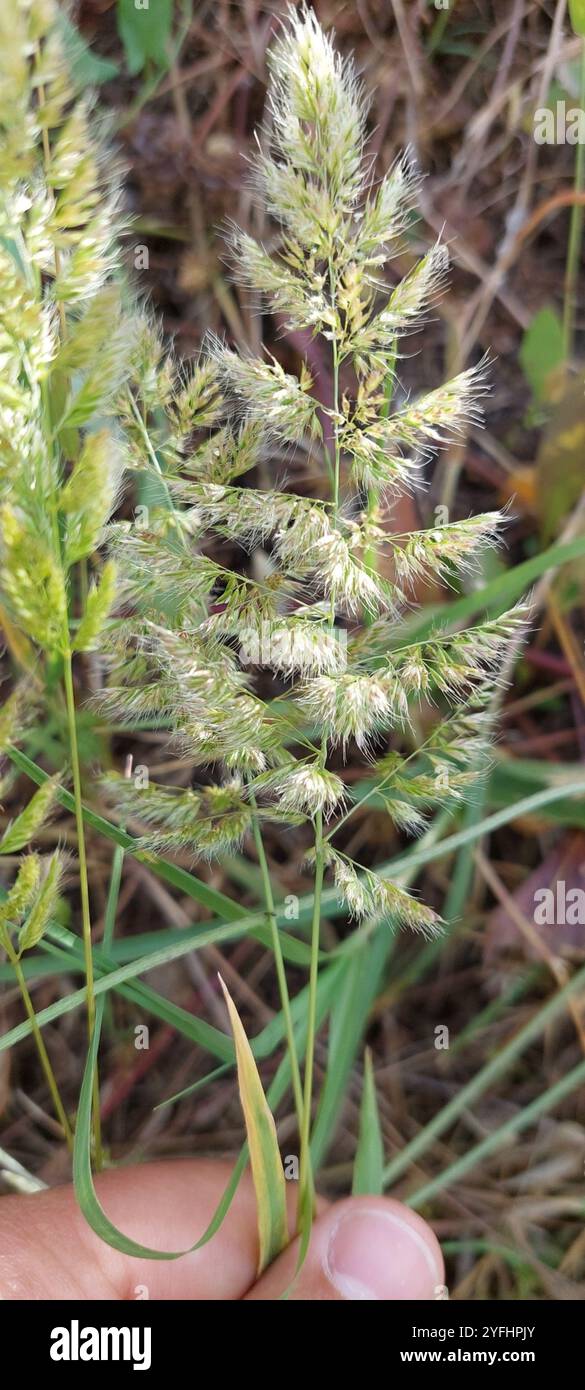 Polypogon monspeliensis hi-res stock photography and images - Alamy