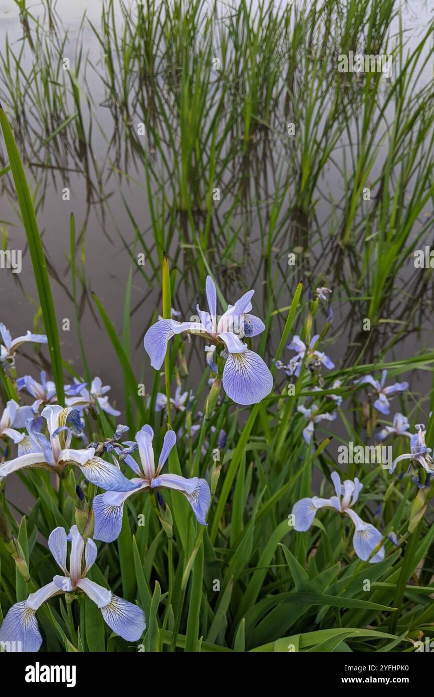 northern blue flag (Iris versicolor Stock Photo - Alamy