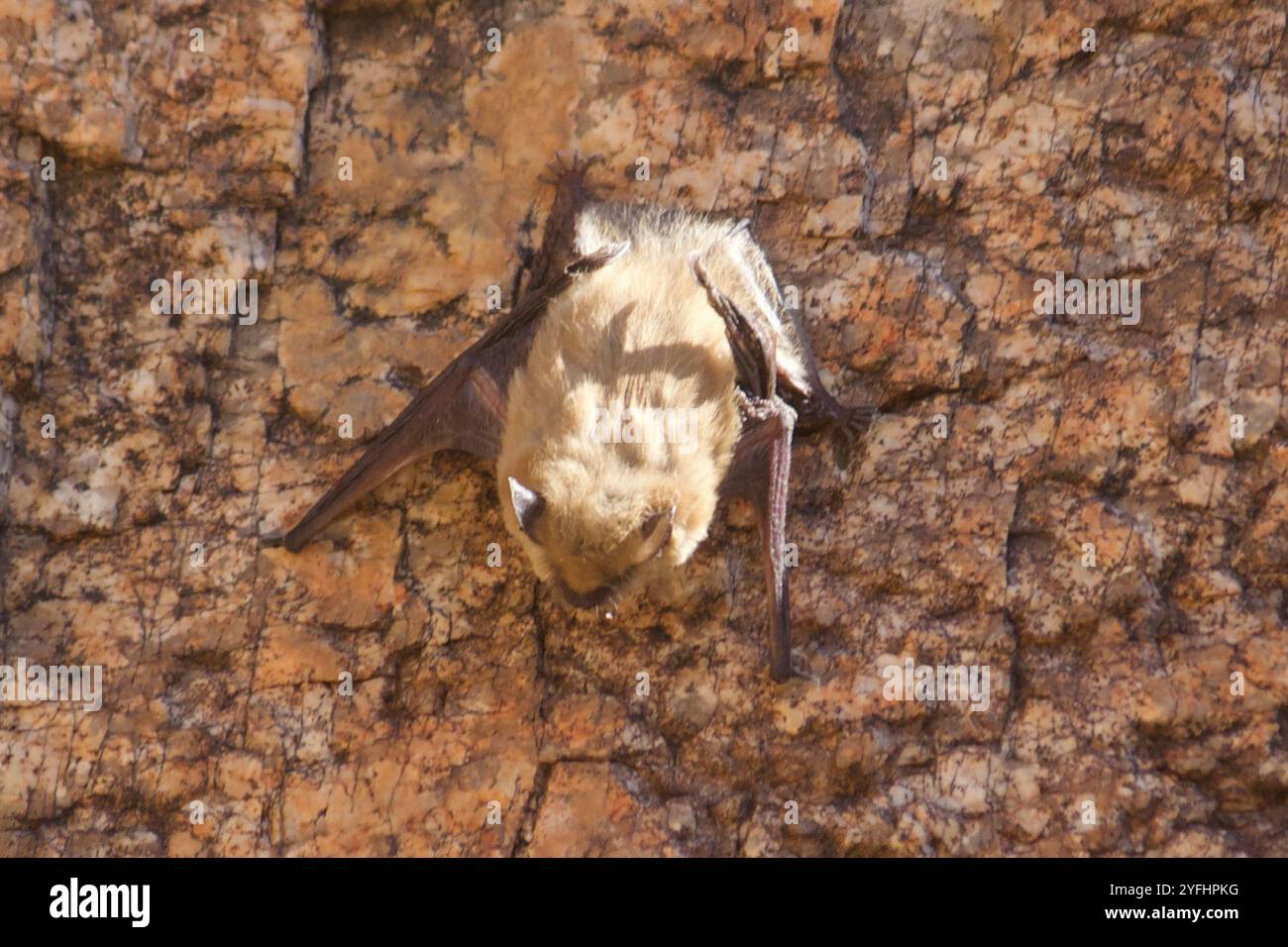 Mouse-eared Bats (Myotis Stock Photo - Alamy