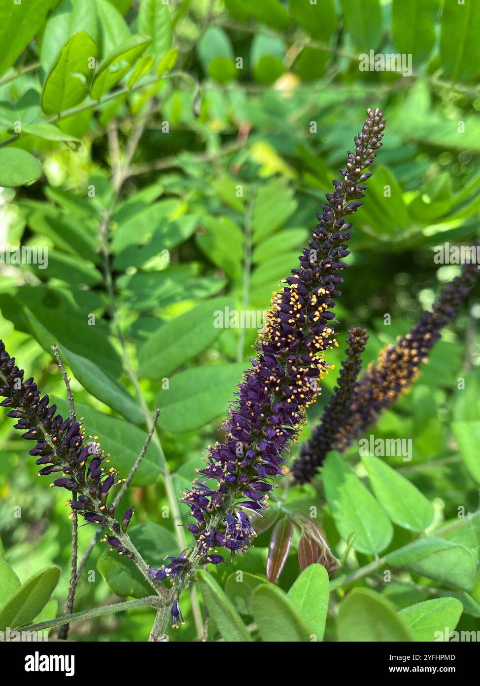 false indigo bush (Amorpha fruticosa Stock Photo - Alamy