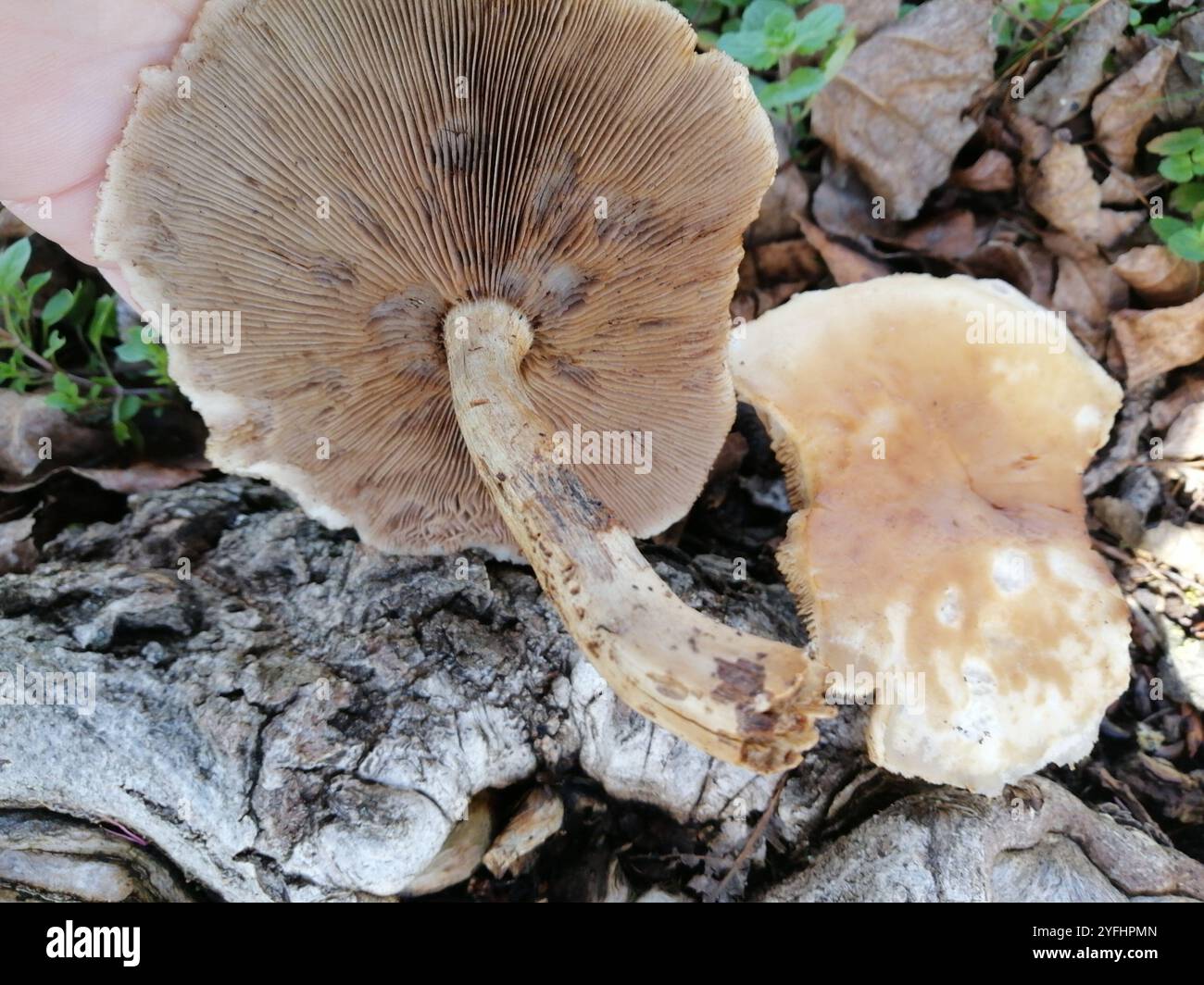 Cyclocybe parasitica hi-res stock photography and images - Alamy