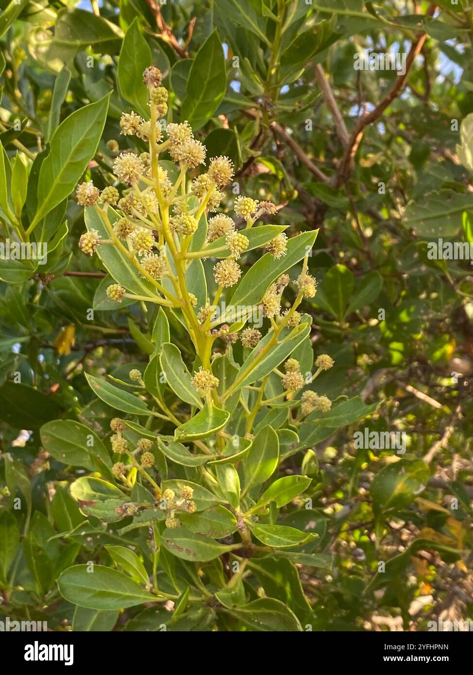 Green Buttonwood (Conocarpus erectus Stock Photo - Alamy