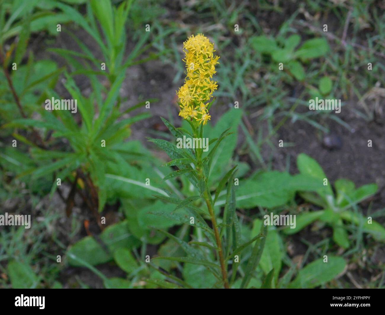 Solidago chilensis hi-res stock photography and images - Alamy