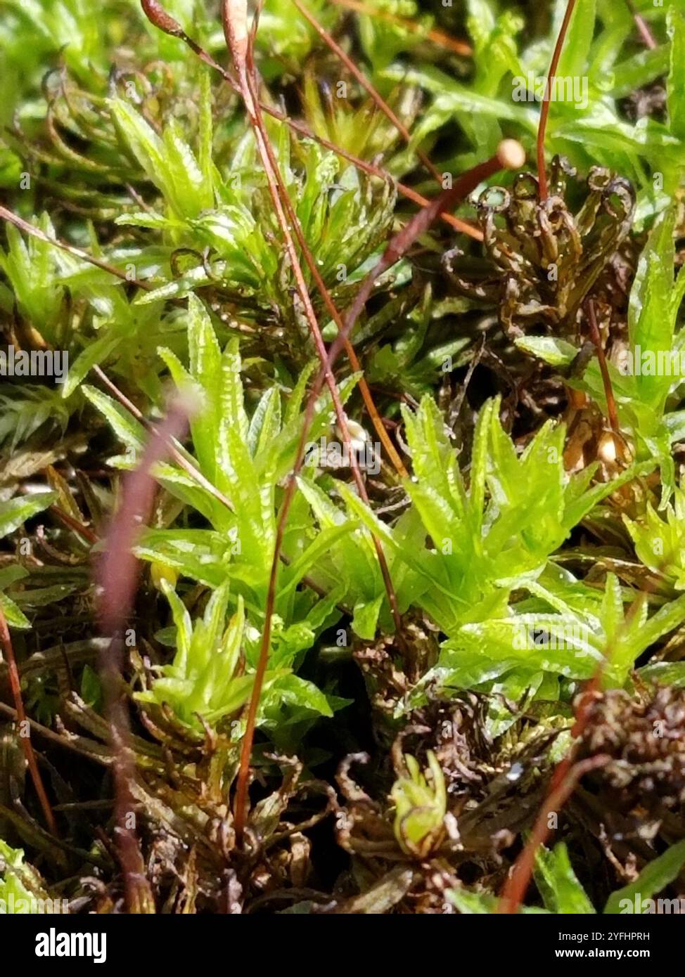 Catherine's moss (Atrichum undulatum Stock Photo - Alamy