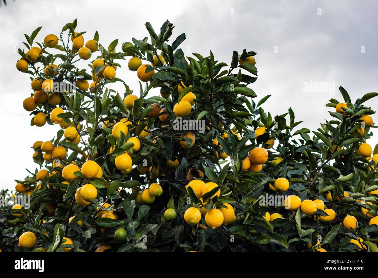 Lemon tree with cloudy sky Stock Photo - Alamy