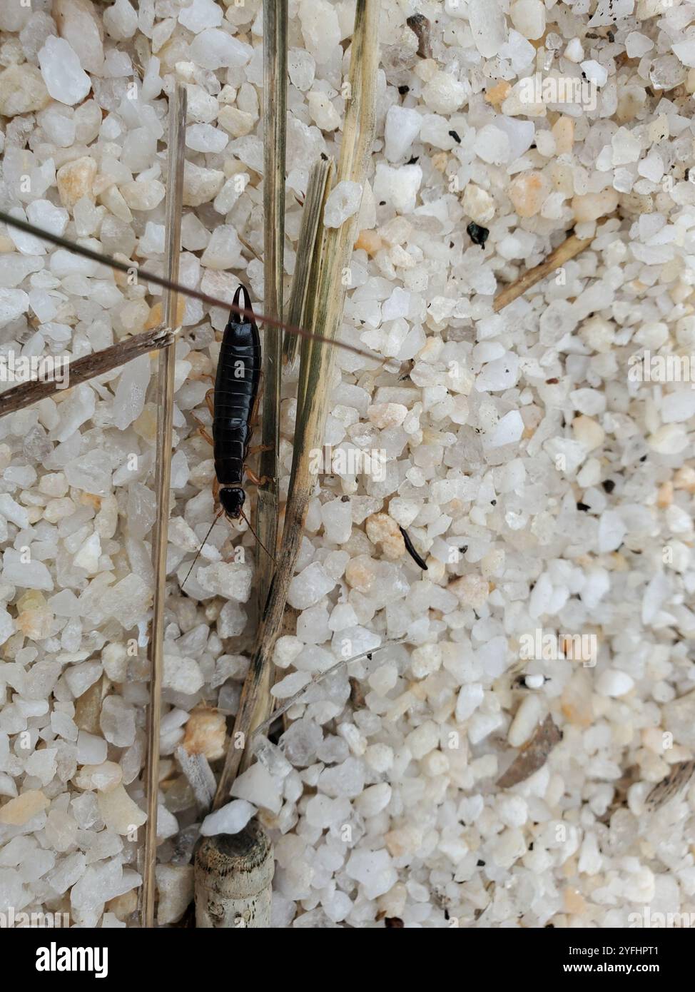 Maritime earwig hi-res stock photography and images - Alamy
