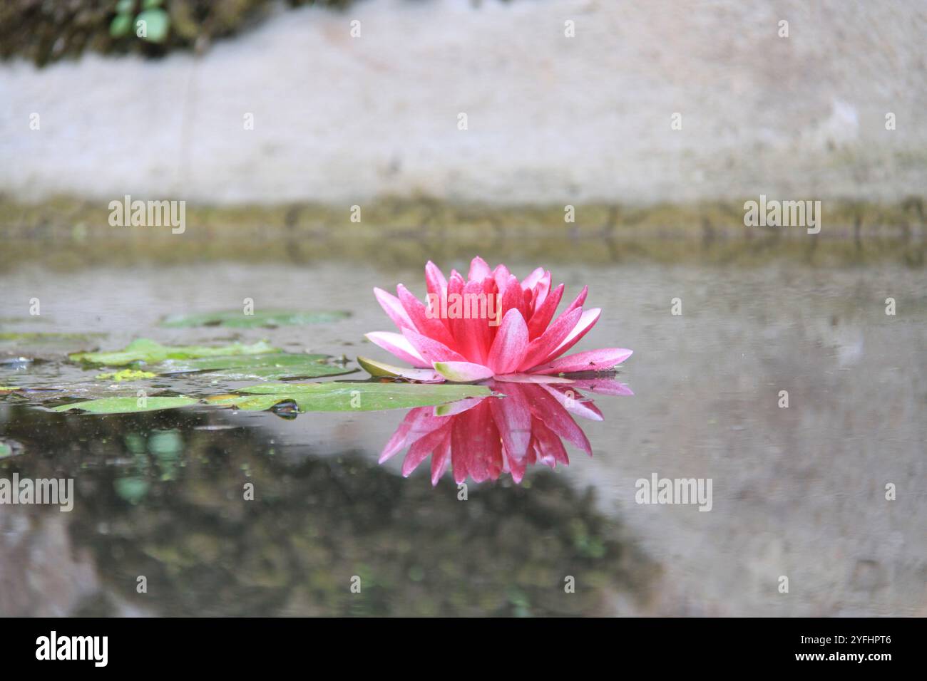 Natural pink lake in hi-res stock photography and images - Alamy