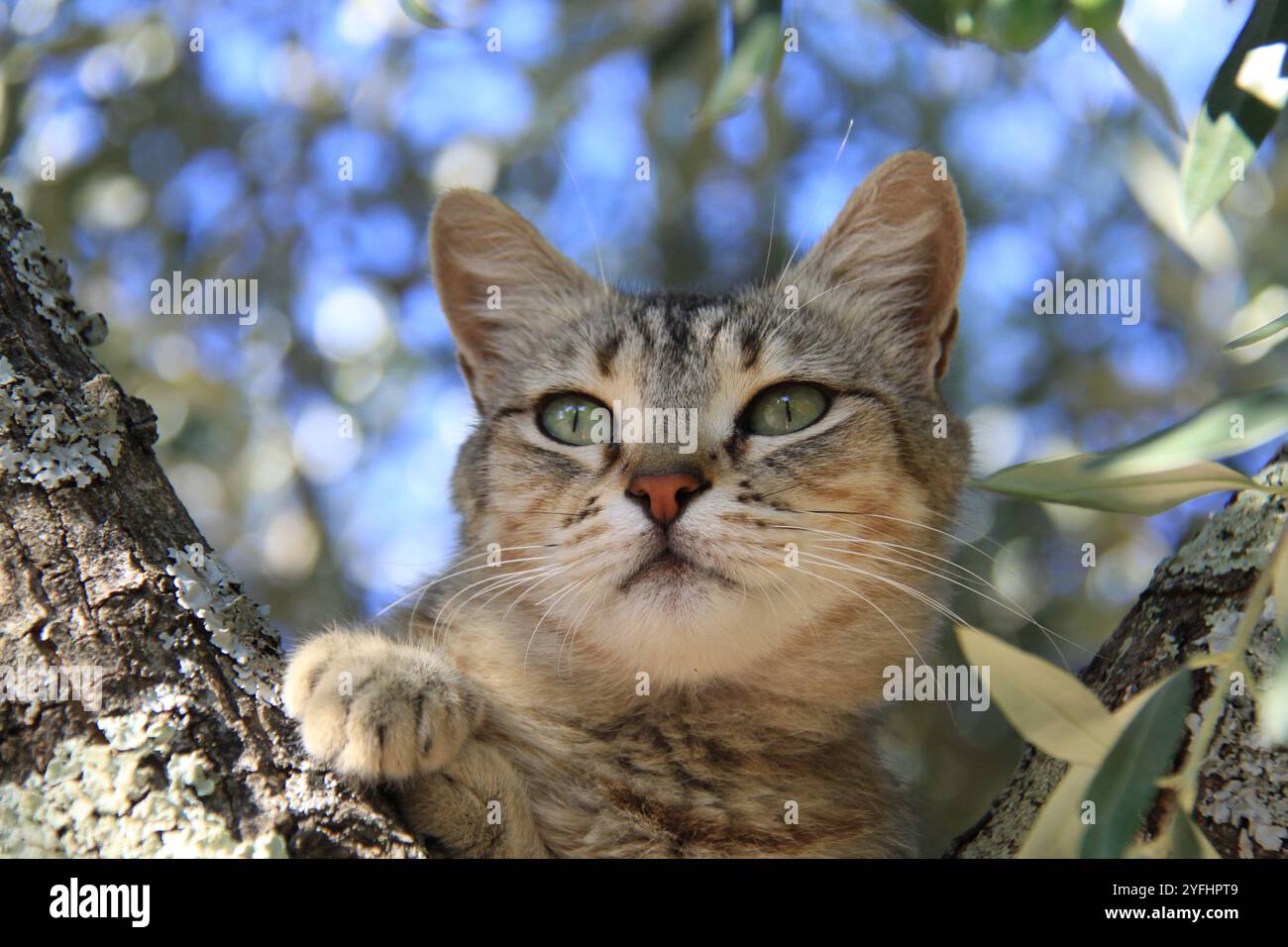 Cat horizon hi-res stock photography and images - Alamy