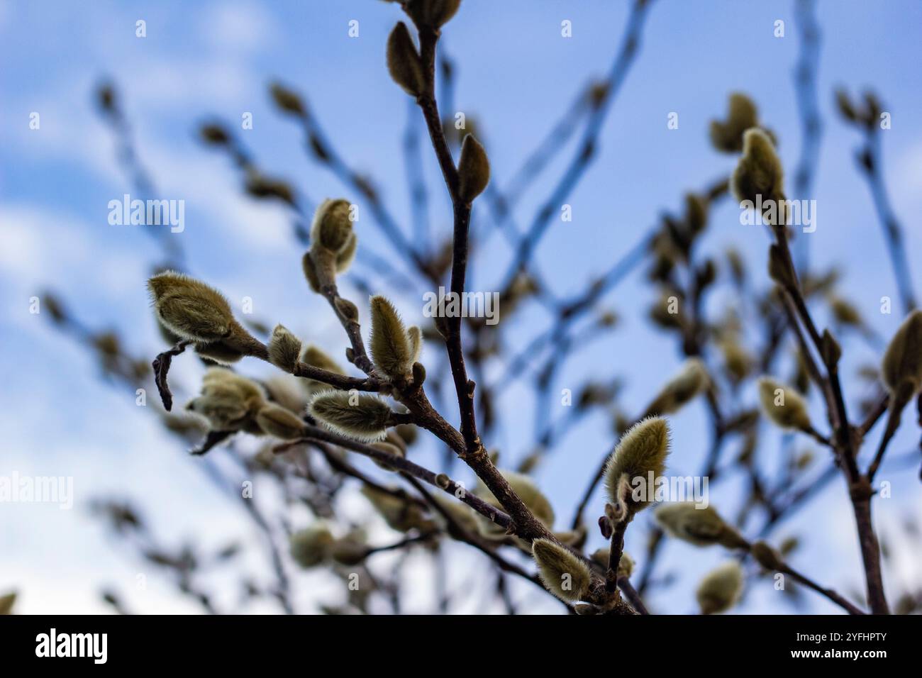 Blue plants growing spring time hi-res stock photography and images - Alamy