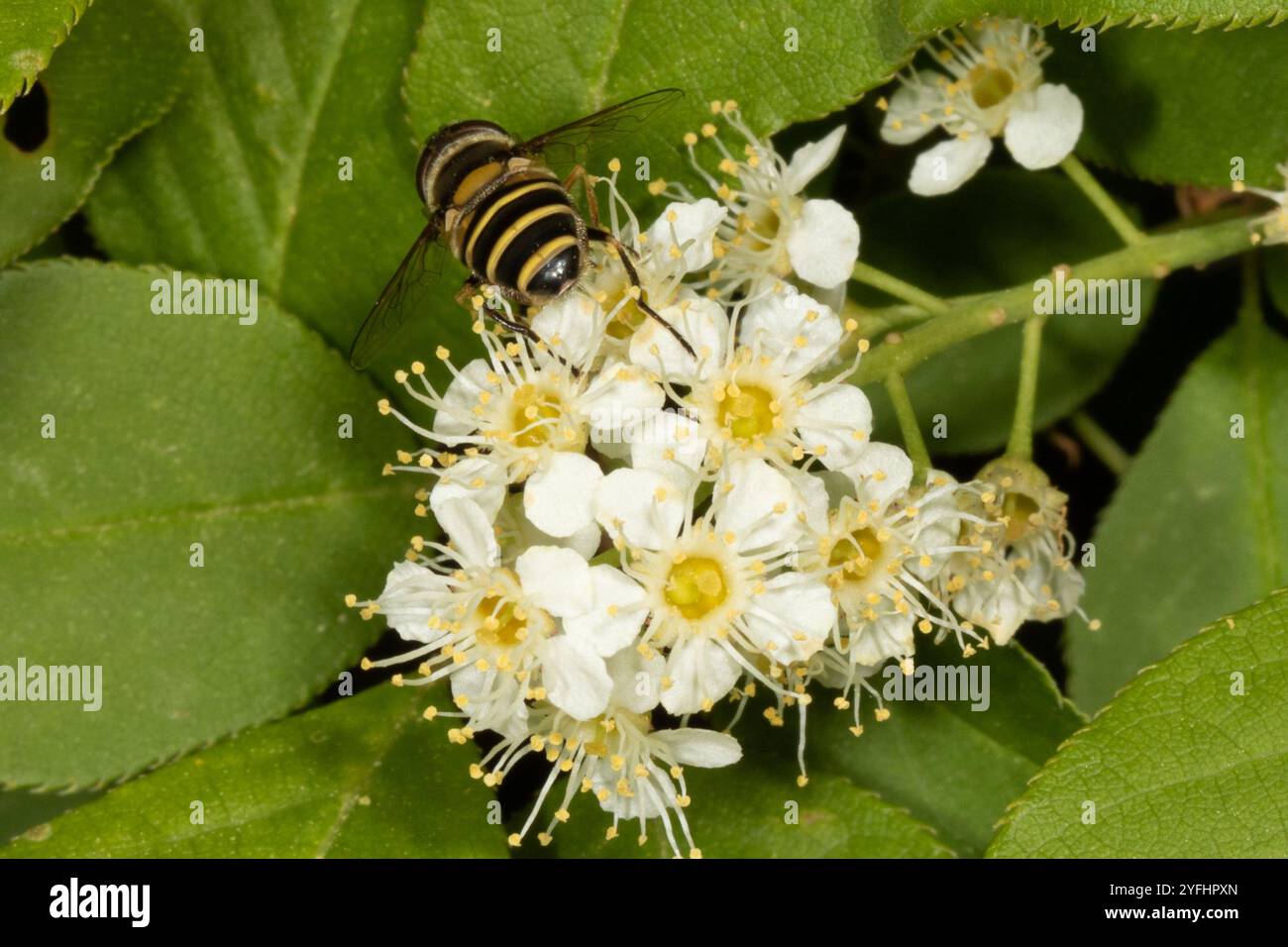 Transverse-banded Flower Fly (Eristalis transversa Stock Photo - Alamy