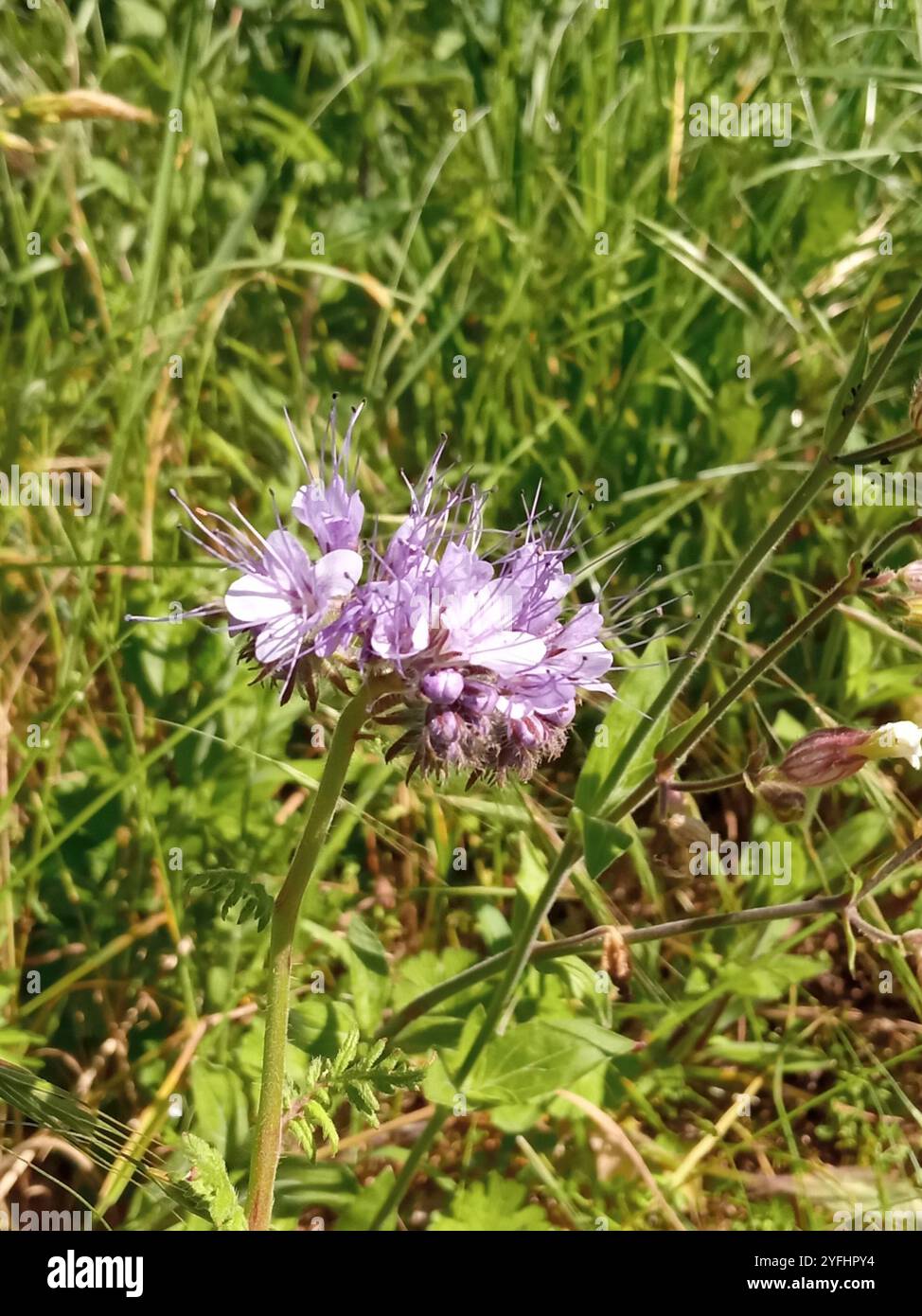 Lacy phacelia (Phacelia tanacetifolia Stock Photo - Alamy