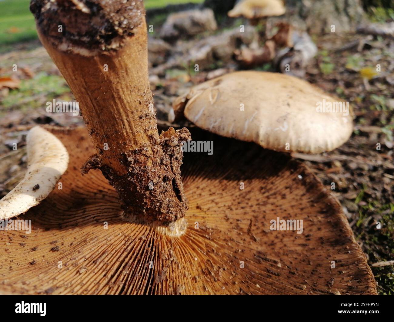 Cyclocybe parasitica hi-res stock photography and images - Alamy