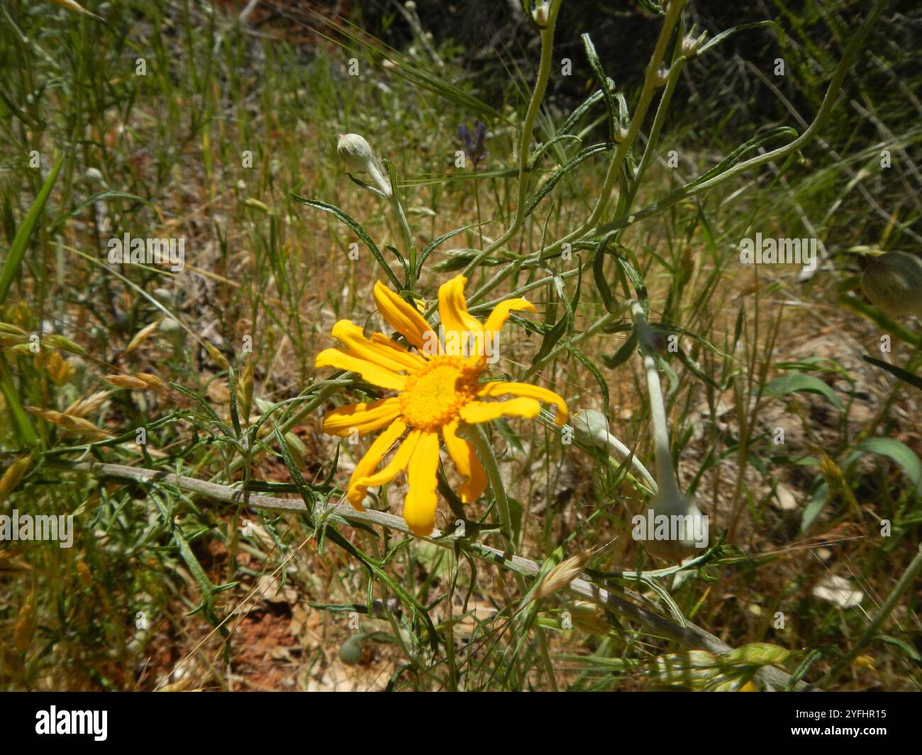 common woolly sunflower (Eriophyllum lanatum Stock Photo - Alamy