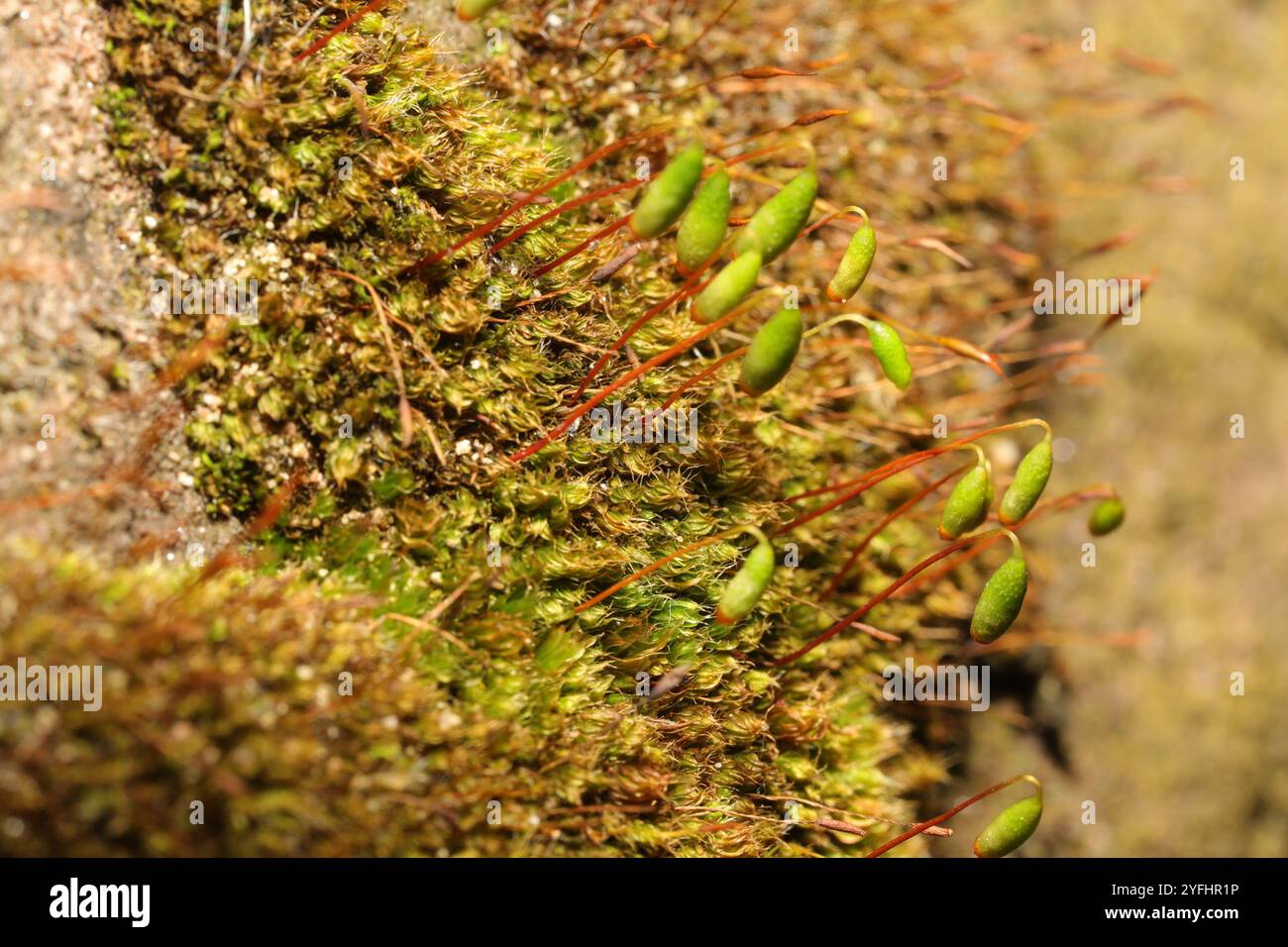 Capillary Thread-moss (Ptychostomum capillare Stock Photo - Alamy