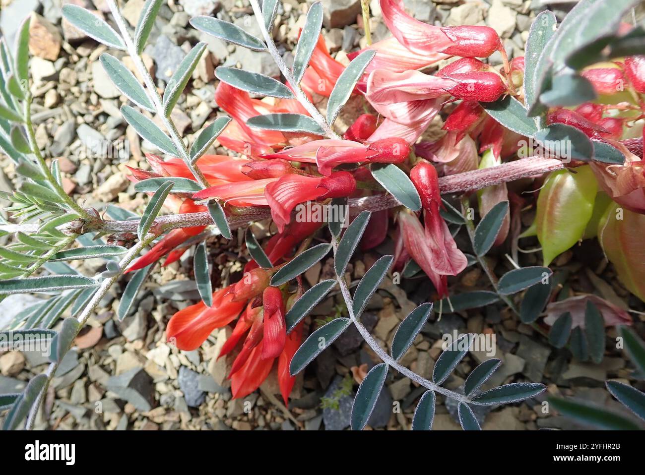 cancer bush (Lessertia frutescens Stock Photo - Alamy