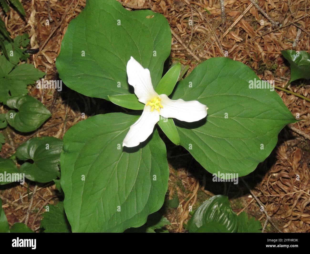 Pacific trillium (Trillium ovatum Stock Photo - Alamy