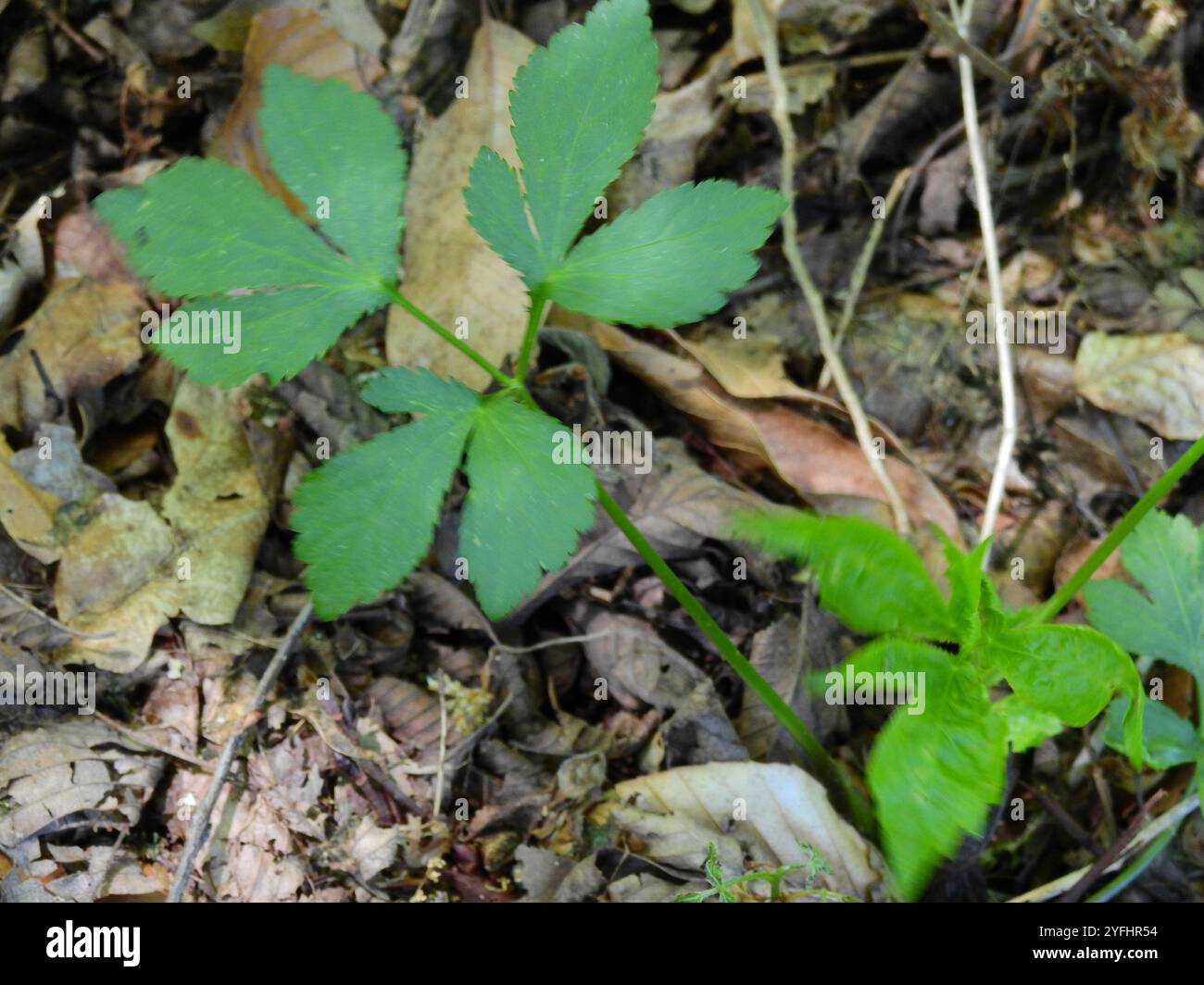 Black Snakeroot (Sanicula canadensis Stock Photo - Alamy