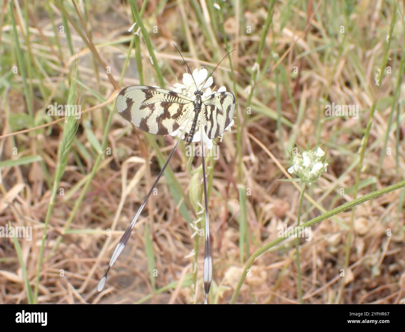 Spoonwing hi-res stock photography and images - Alamy
