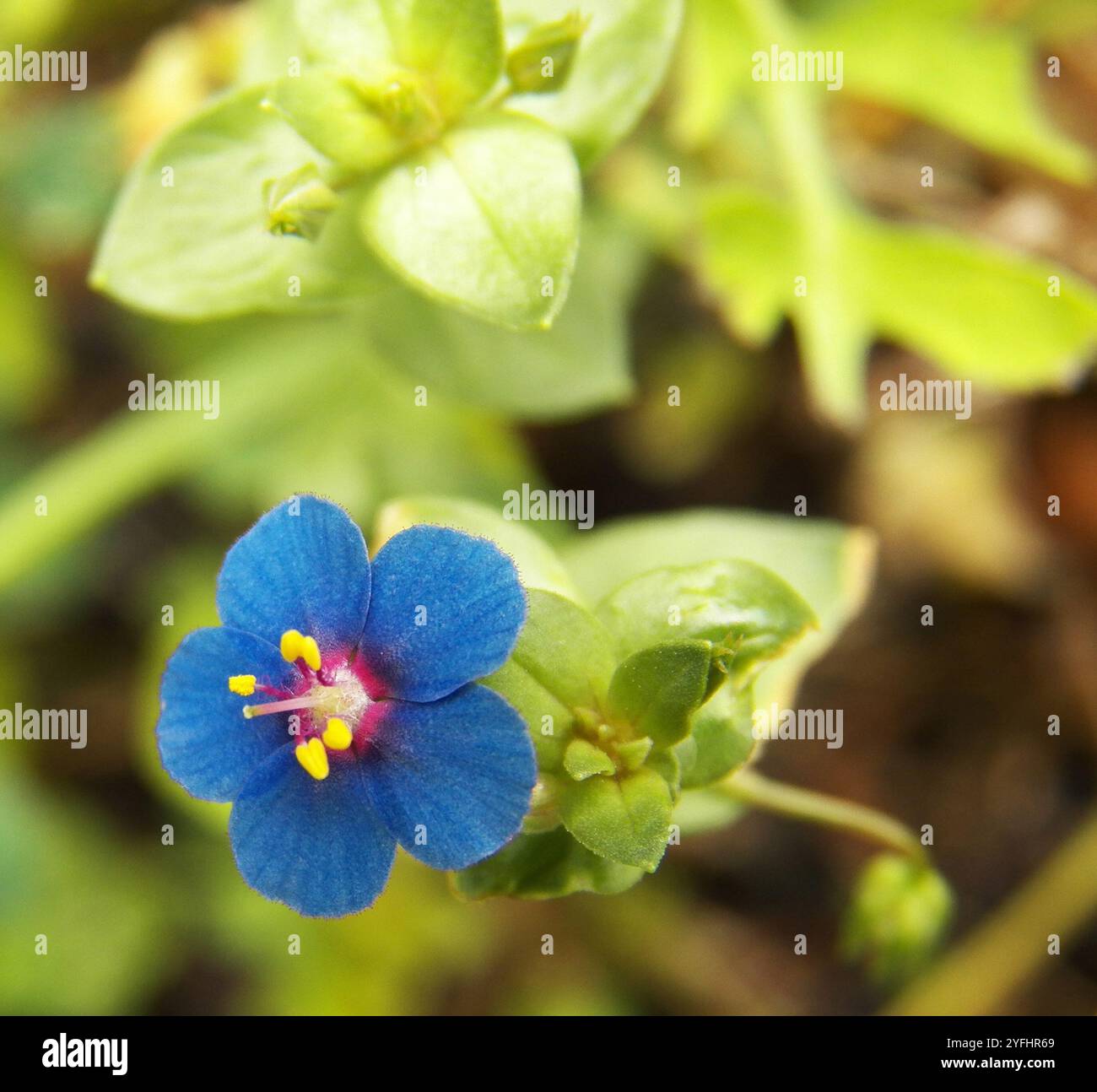 Lysimachia foemina hi-res stock photography and images - Alamy