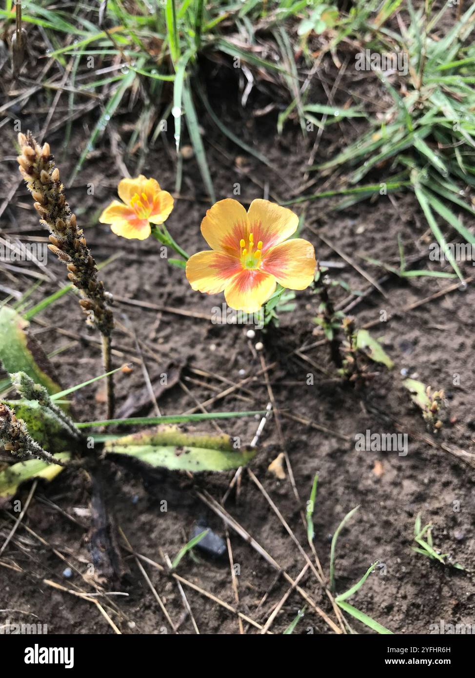 Yellow Flax (Linum rigidum Stock Photo - Alamy