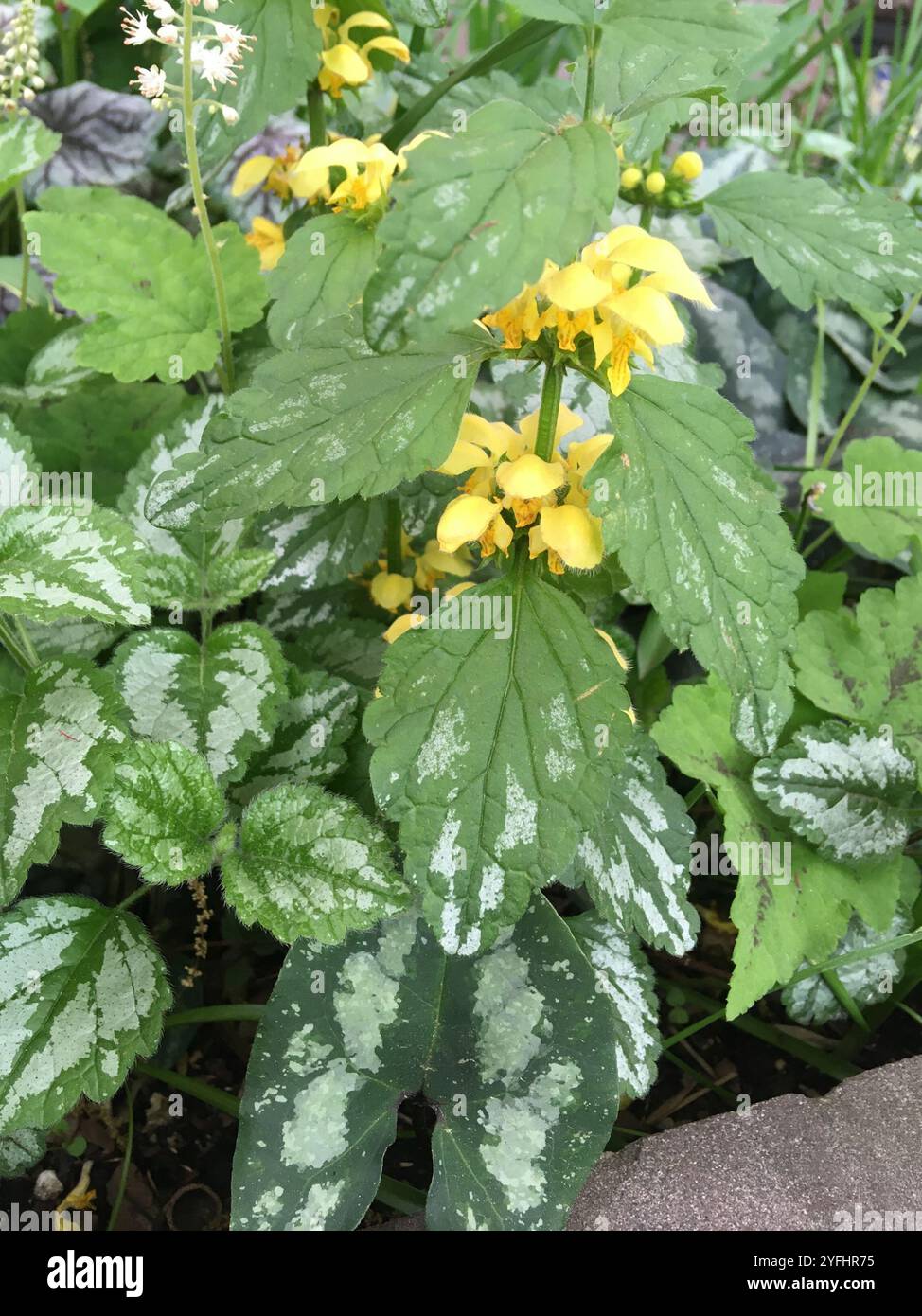 Variegated Yellow Archangel (Lamium galeobdolon argentatum Stock Photo ...