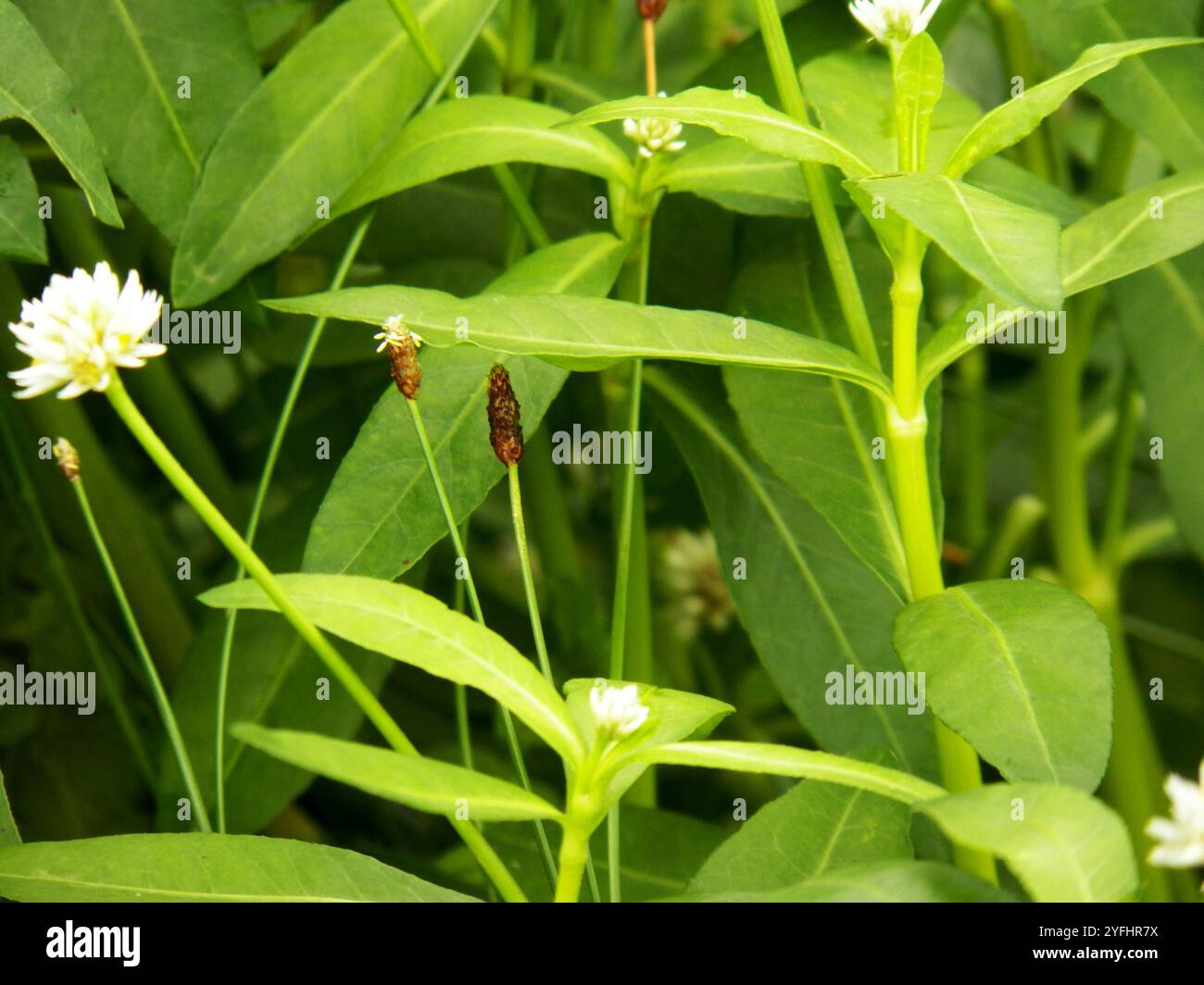 Alligatorweed (Alternanthera philoxeroides Stock Photo - Alamy