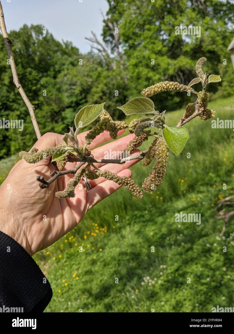 red mulberry (Morus rubra Stock Photo - Alamy