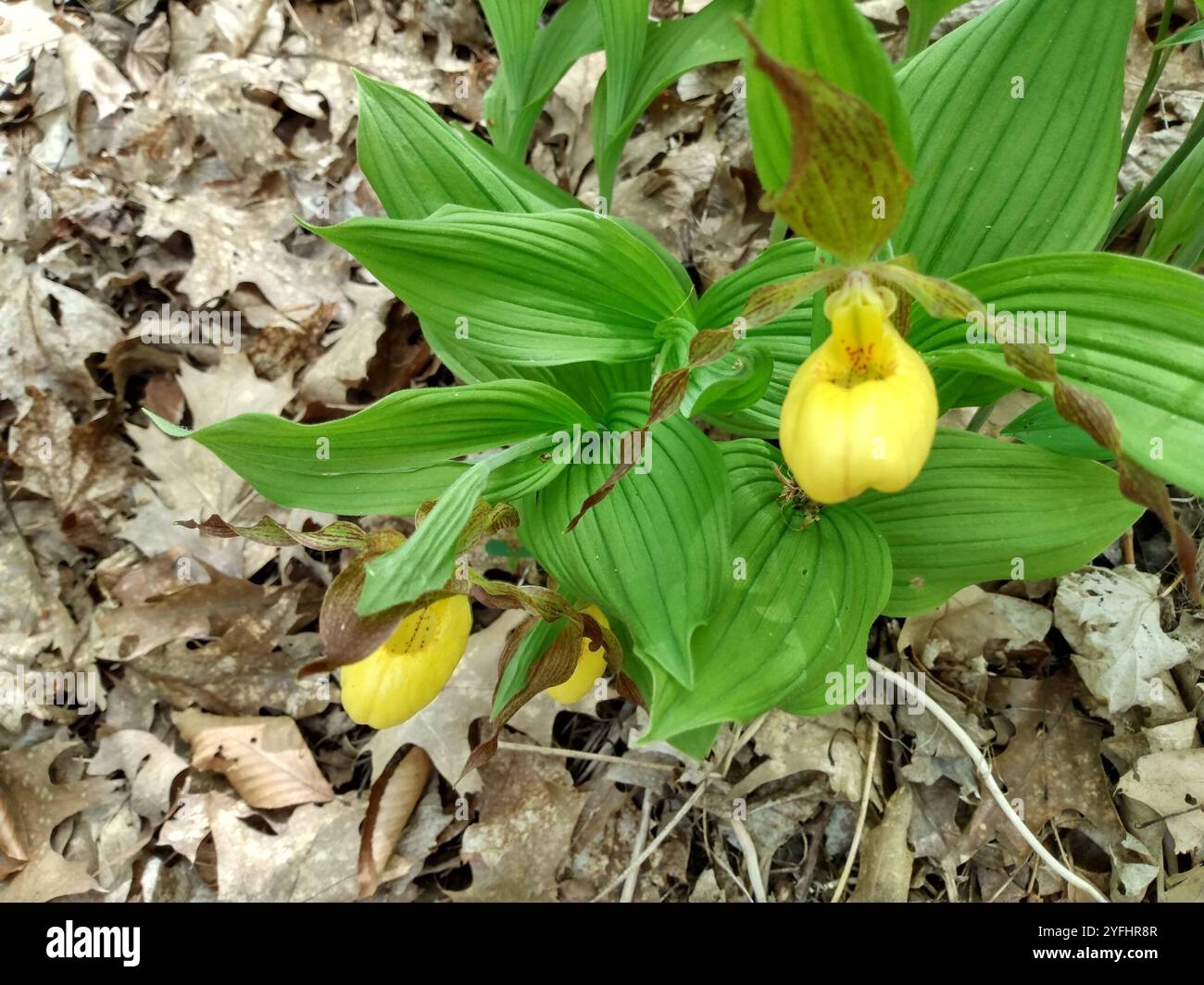yellow lady's slipper (Cypripedium parviflorum Stock Photo - Alamy
