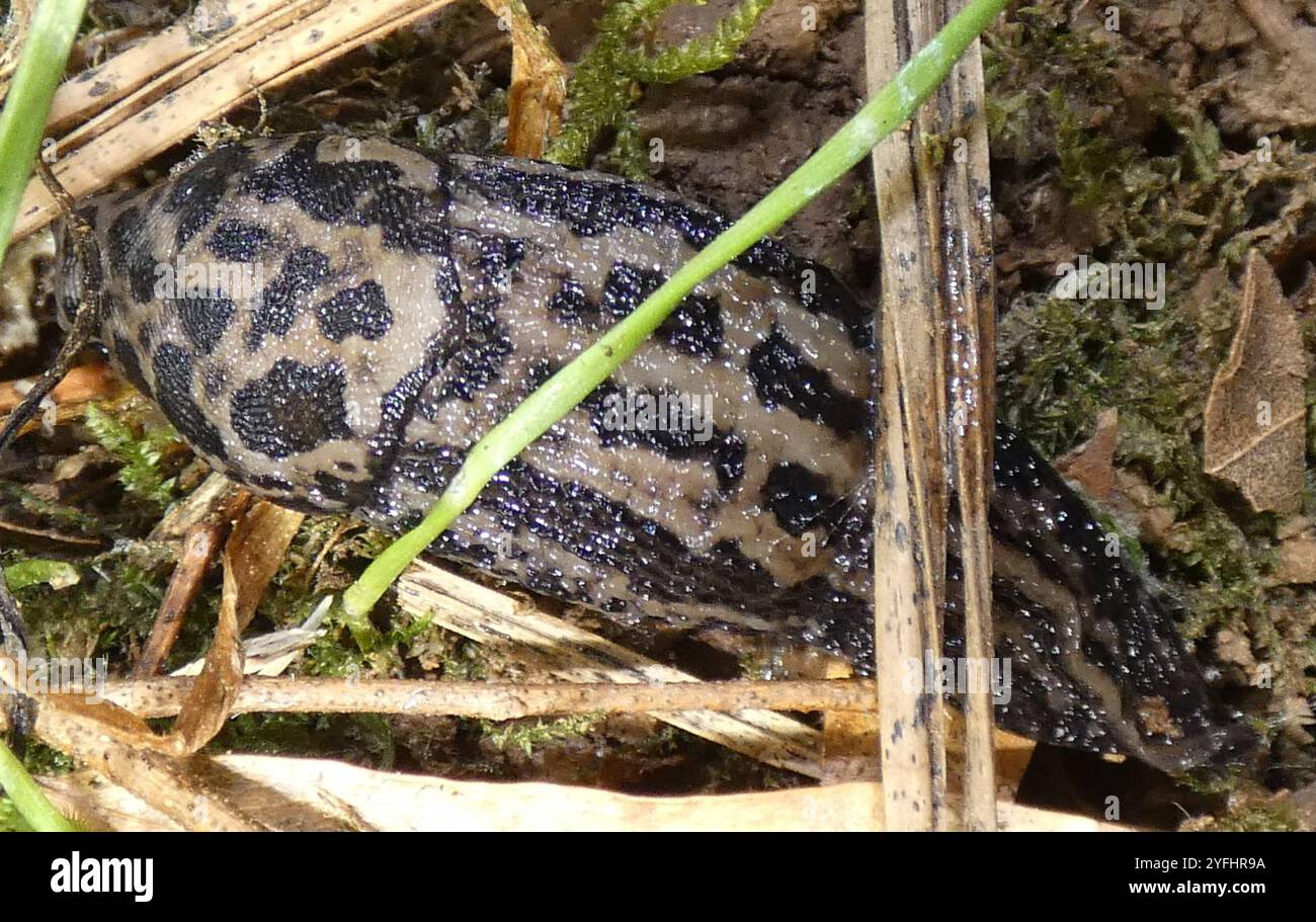 Leopard Slug (Limax maximus Stock Photo - Alamy