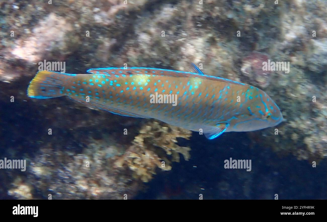 Puddingwife Wrasse (Halichoeres radiatus Stock Photo - Alamy