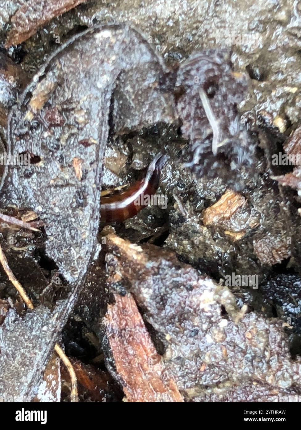 Ring-legged Earwig (Euborellia annulipes Stock Photo - Alamy