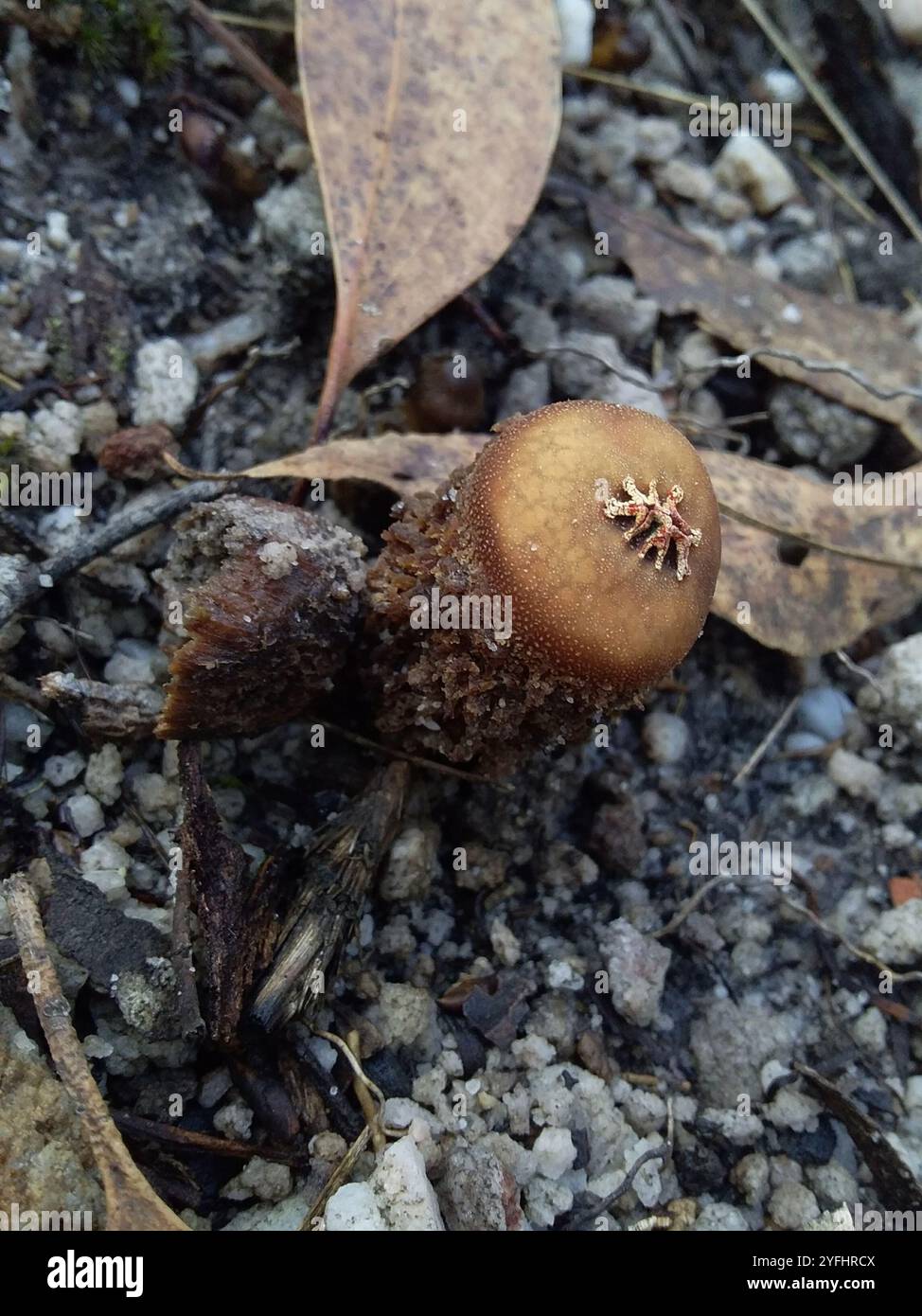 Calostoma hi-res stock photography and images - Alamy