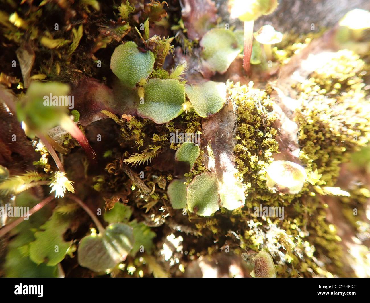 Narrow Mushroom-headed Liverwort (Marchantia quadrata Stock Photo - Alamy