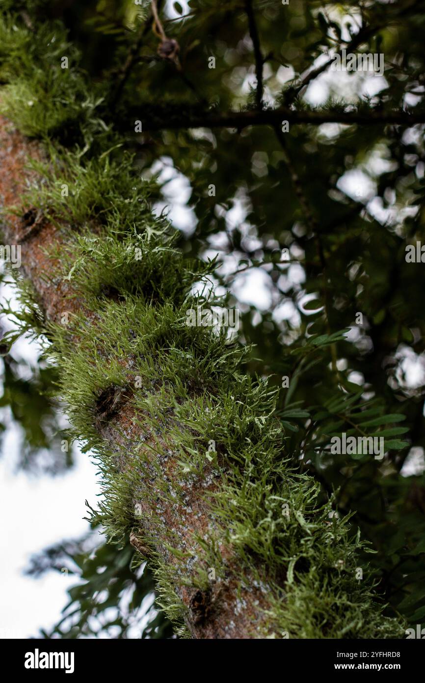 Lush tree branch hi-res stock photography and images - Alamy