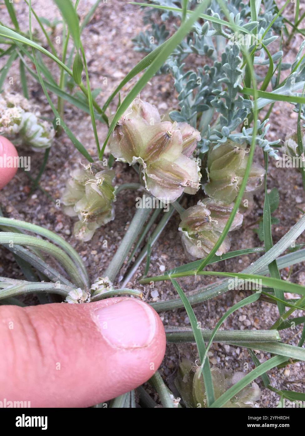 mountain springparsley (Vesper montanus Stock Photo - Alamy