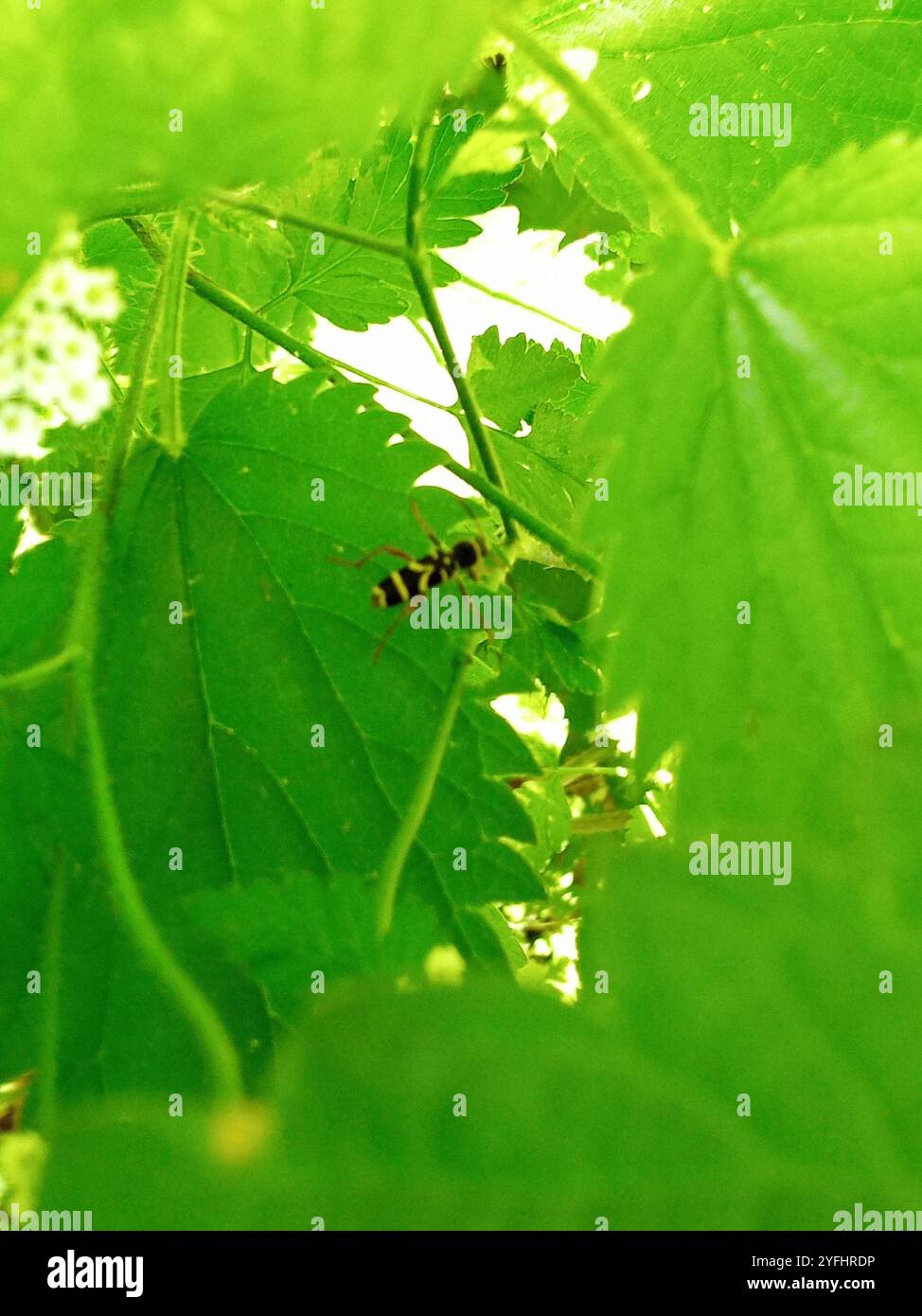 Wasp Beetle (Clytus arietis Stock Photo - Alamy