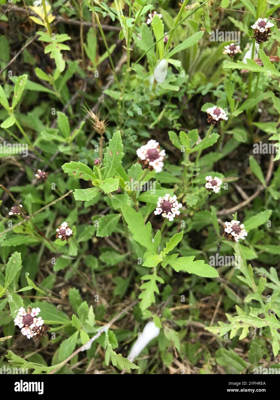 turkey tangle frogfruit (Phyla nodiflora Stock Photo - Alamy