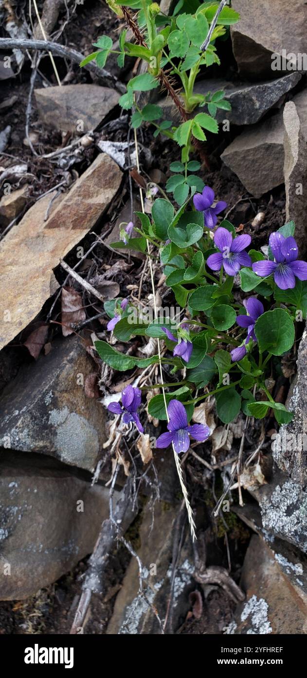 hookedspur violet (Viola adunca Stock Photo - Alamy